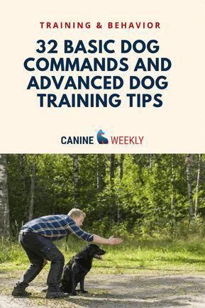 How To Train Dog: 32 basic dog commands and advanced dog training tips