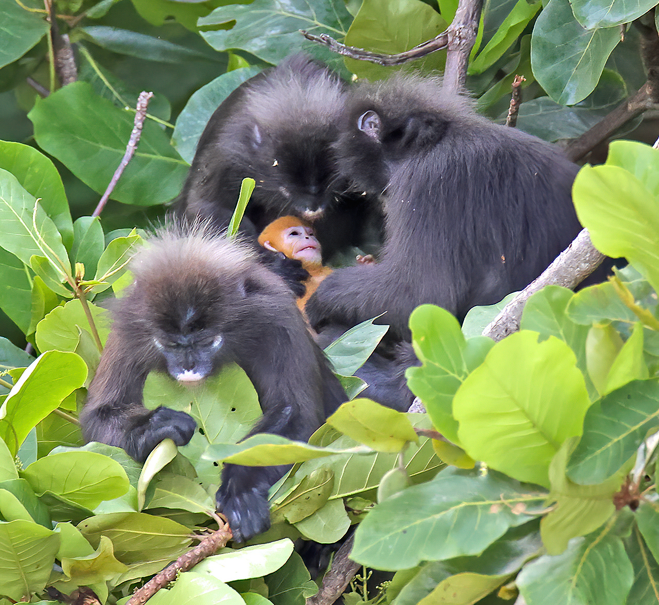 Dusky Langurs. Why the orange babies?
