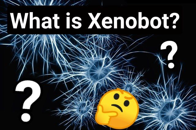 What is xenobot?