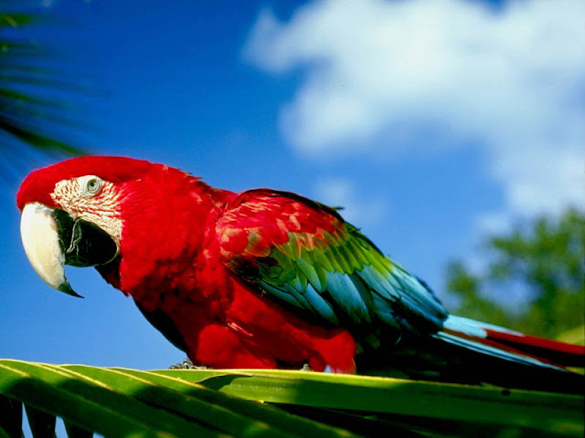 My Dreams...: Beautiful Birds Pictures & Images...