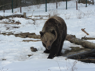 Meine Arbeit mit Braunbären im Bärenwald: Bären kommen so langsam aus ...