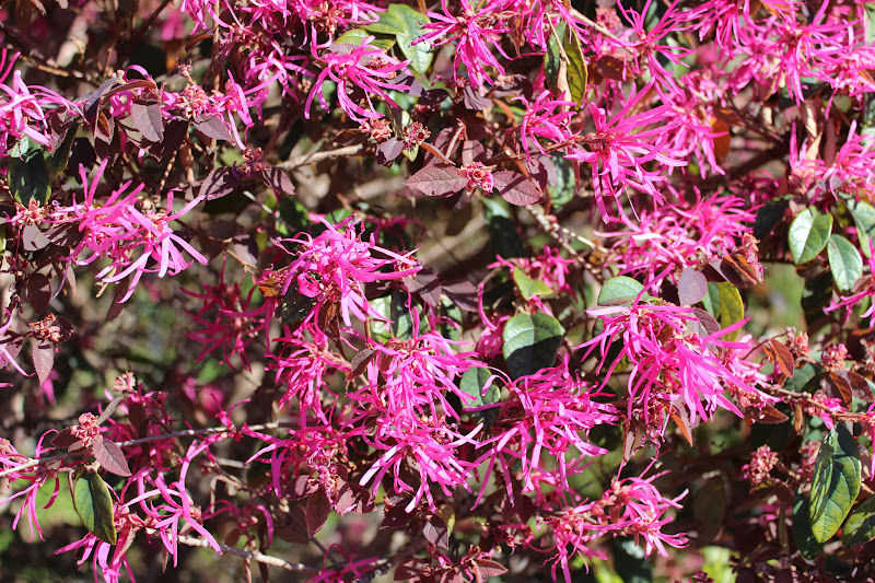 Tree With Pink Stringy Flowers at Ellis Brashears blog