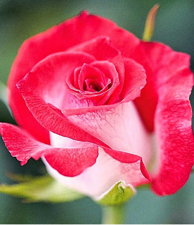 Astonishing World: Double Take Red and White Hybrid Tea Rose