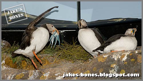 Two amazing puffin skulls : Jake's Bones