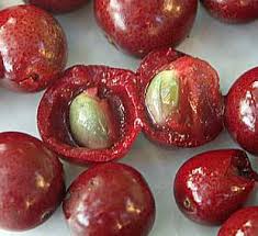 Living with Nature - School on Blog by Dr. Abercio V. Rotor: Fragrant ...