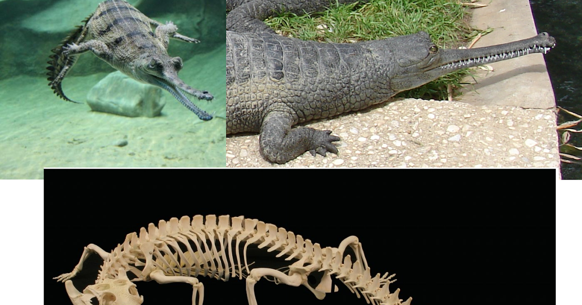 ¡ Machimosaurus se somete a revisión! | Dinosaurios (El Cuaderno de ...