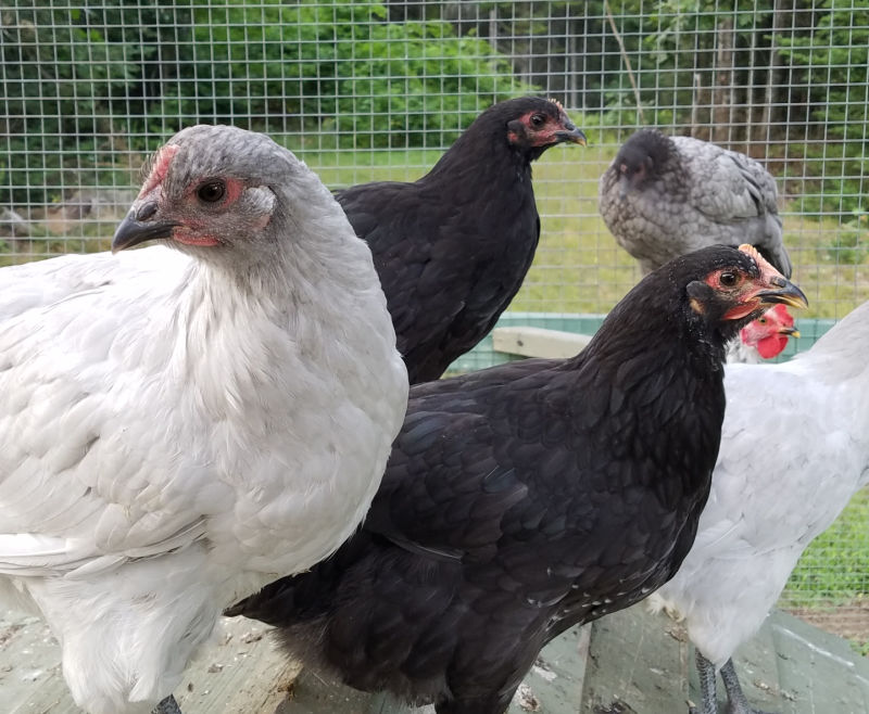 4 Steps for Introducing New Chickens to your Backyard Flock - Fresh ...
