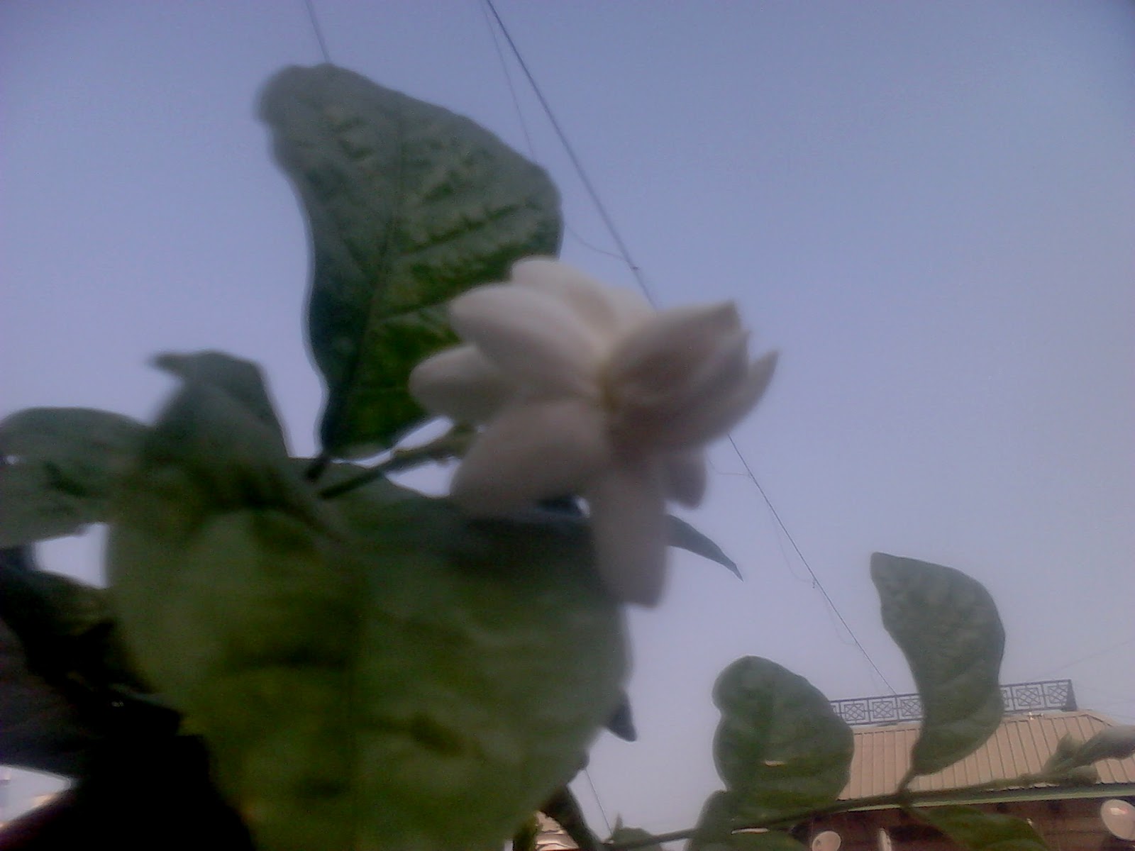 Garden Care Simplified: Simple Flowering Tips for Mogra Flower Plant