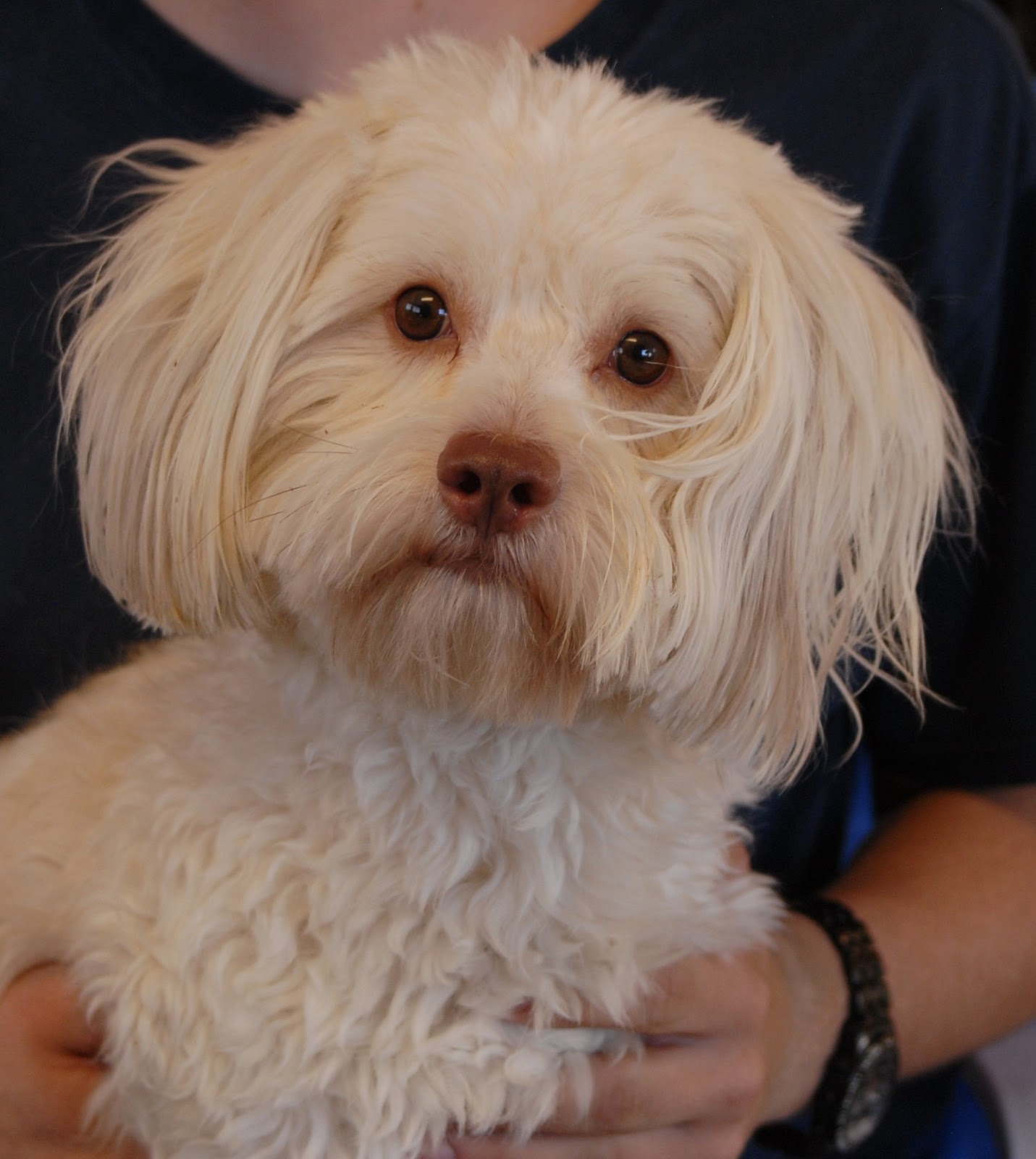 Giovanni, an incredibly cute and loving Lhasa-Poo for adoption.