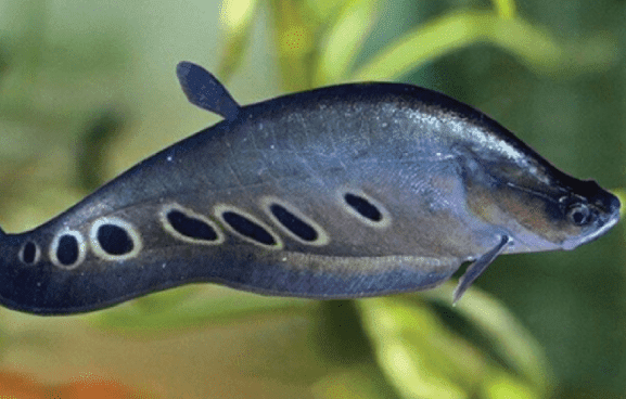 Ikan Belida - 6 Jenis Ikan Belida Beserta Harga dan Cara Merawatnya ...