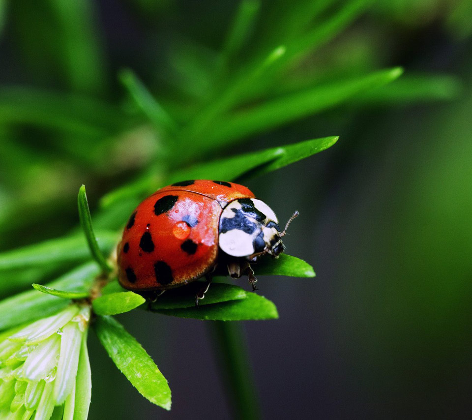 El ojo del buitre: Insectos - Mariquita ó Cochinilla (Coccinela septem ...