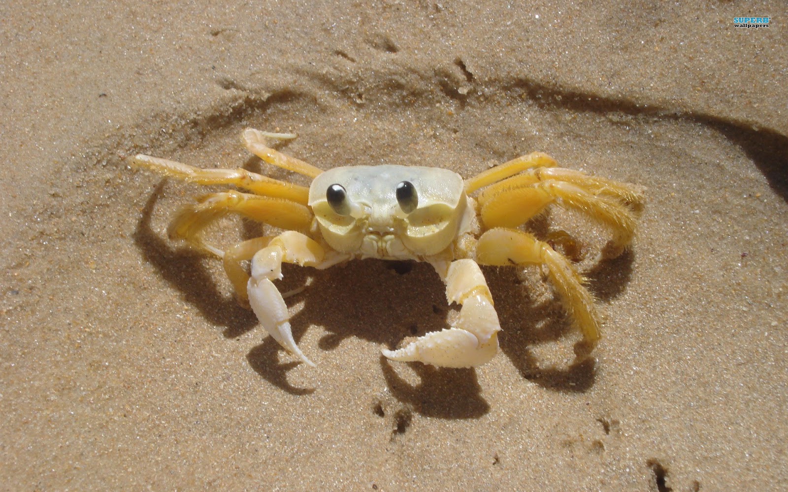 Crab Images wallpapers (64 Wallpapers) – HD Wallpapers