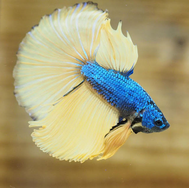 VERY COOL AND RARE Live Male Blue Dragon Mustard Gas Halfmoon Tail ...