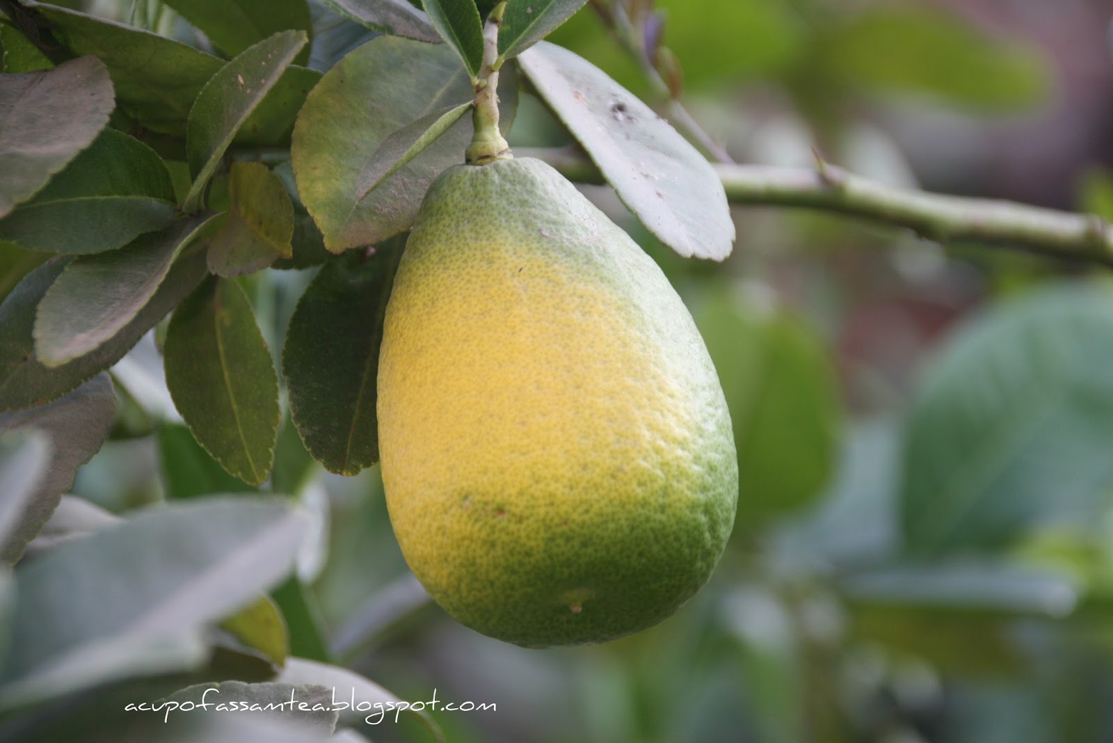 Glimpse of Assamese village scene