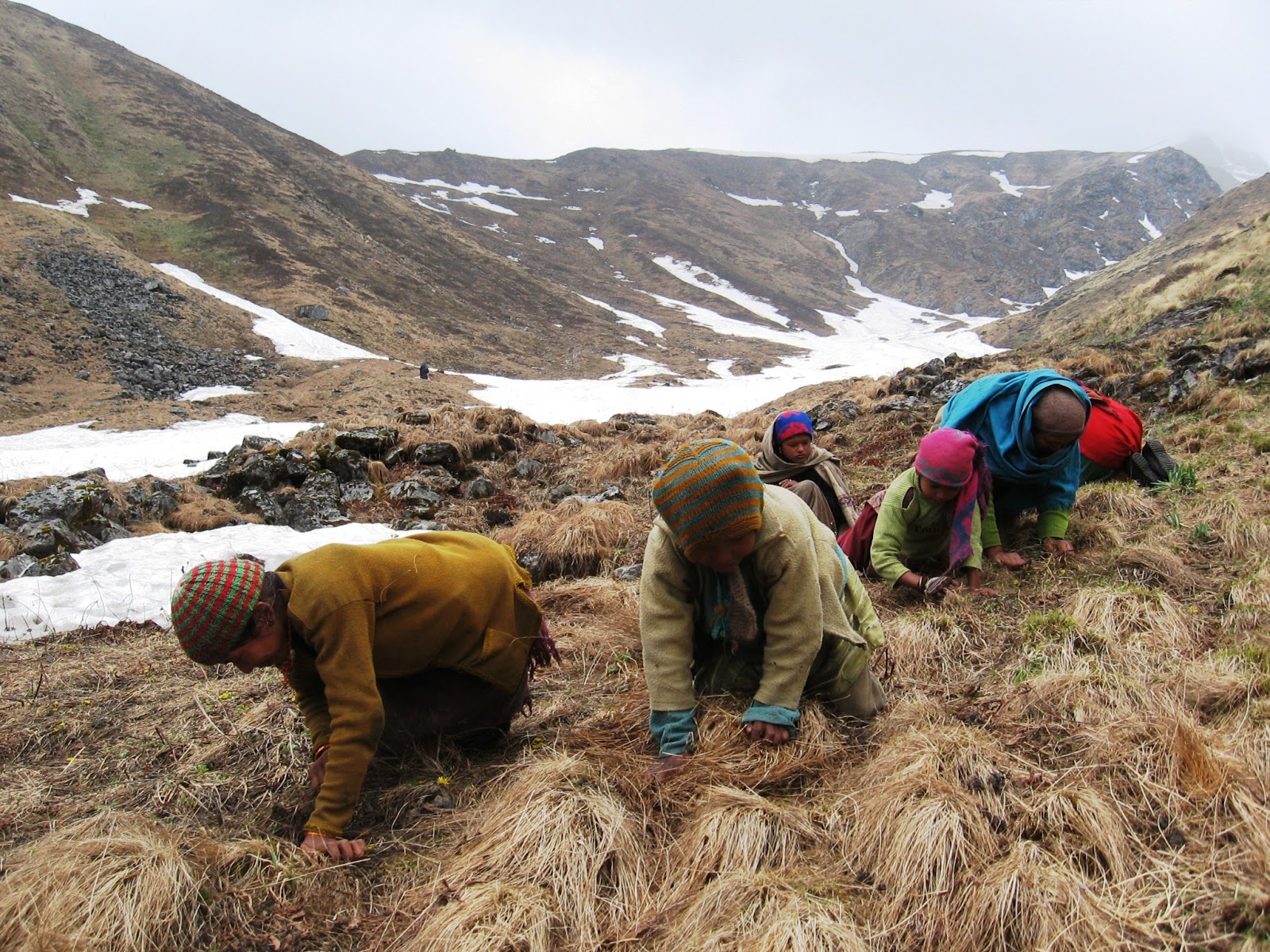 Yarsagumba: The Himalayan Gold: Yarsagumba ( Ophiocordyceps Sinesis)