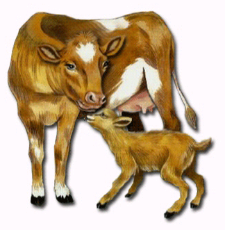 VACHES SACREES: GIFS ANIMES