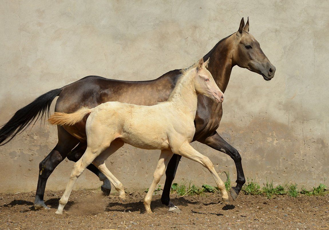 Scientia potentia est: Akhal Teke: "The horse of heaven" and probably ...