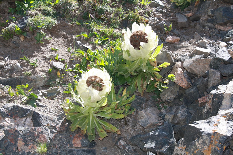 Vansemberuu