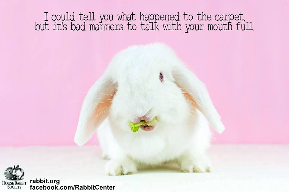 Rabbit Ramblings: Funny Bunny Monday Meme*day