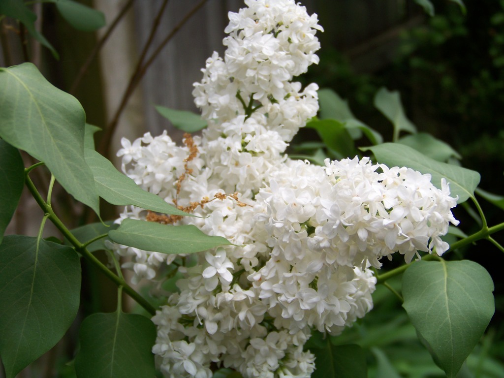 A Frolic through Time: Period Costuming and the Occasional Side Trip ...