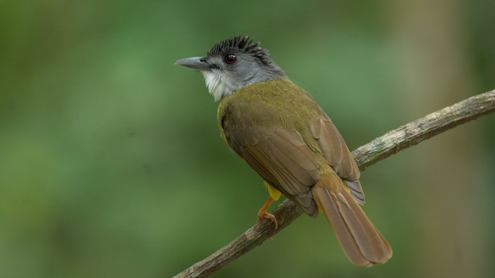 Zul Ya - Birds of Peninsular Malaysia: Yellow bellied Bulbul