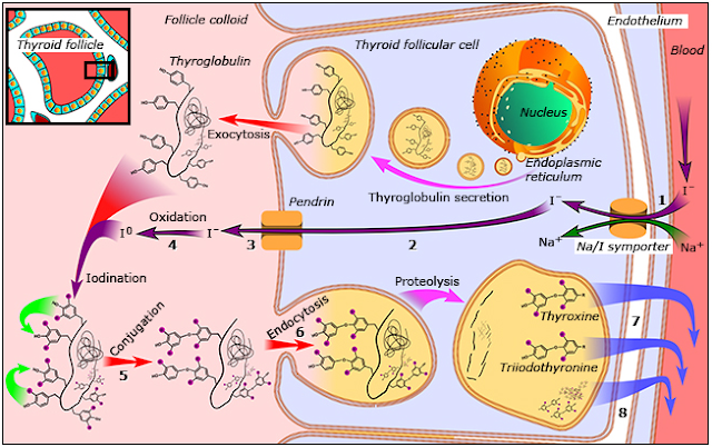 THYROID PHYSIOLOGY PART 1