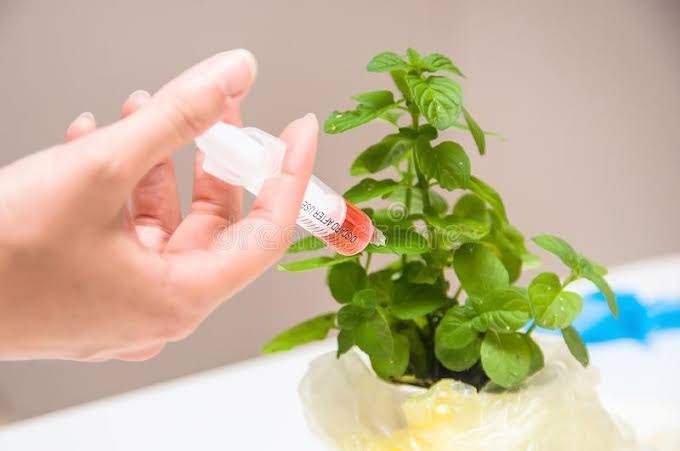 Transgenic Plants Definition, Examples, Applications and Advantages