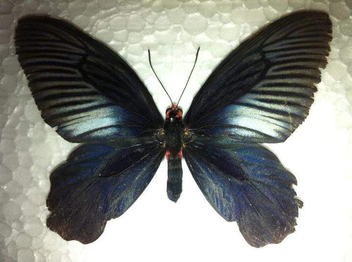 Confessions of a Lepidoterist: The Moth that mimicked the Butterfly