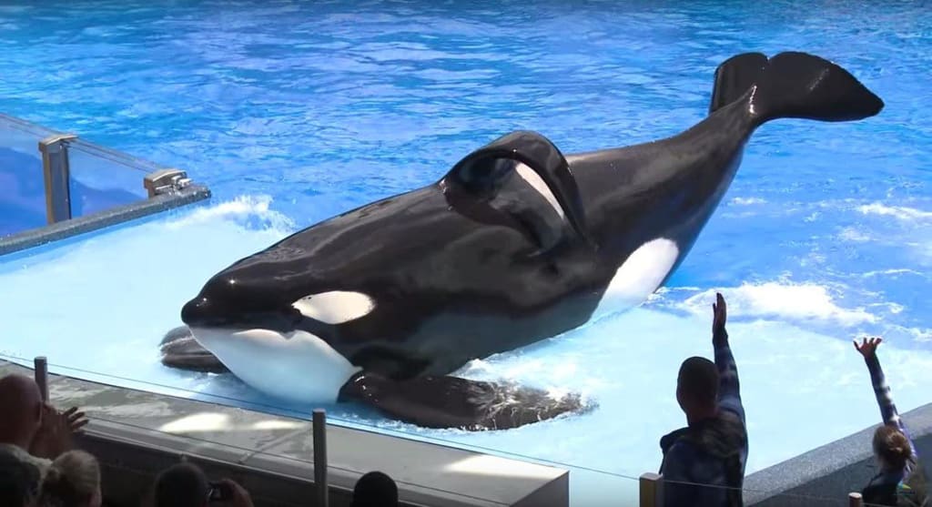 Soul Alchemy: The Story of Tilikum: The Captured Orca