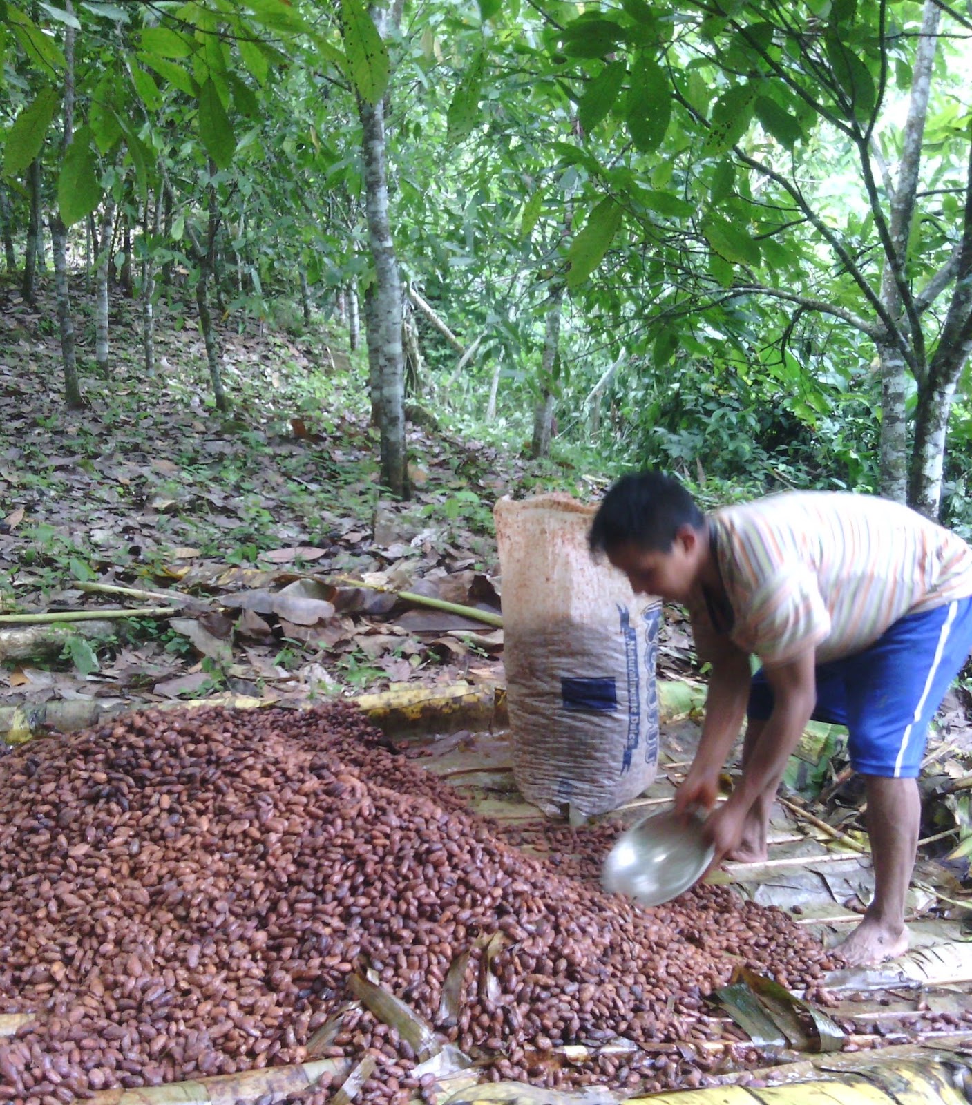 Wild, Ethical and Sustainable Chocolate • Indigenous Cacao Chocolate