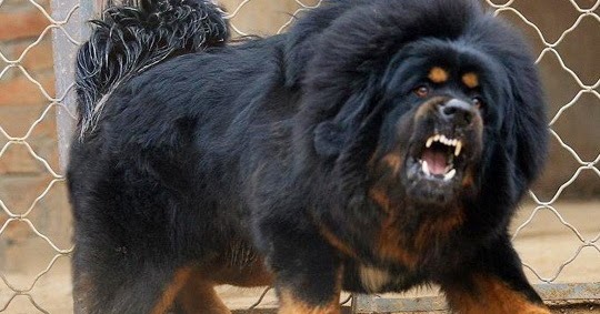 MorsoRosso: Il CANE CON IL MORSO PIU' POTENTE