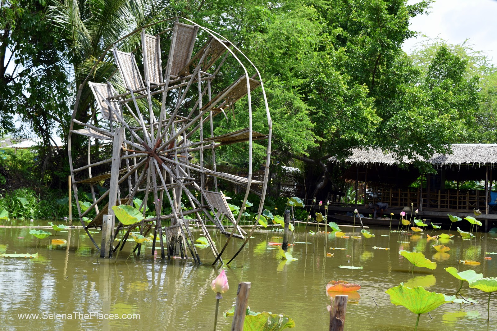 Oh, the places we will go!: Bangkok Lotus Farm