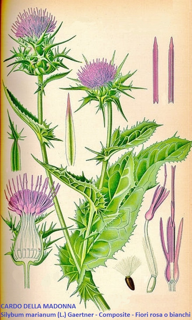 CURARSI CON IL CARDO - Blog di pociopocio