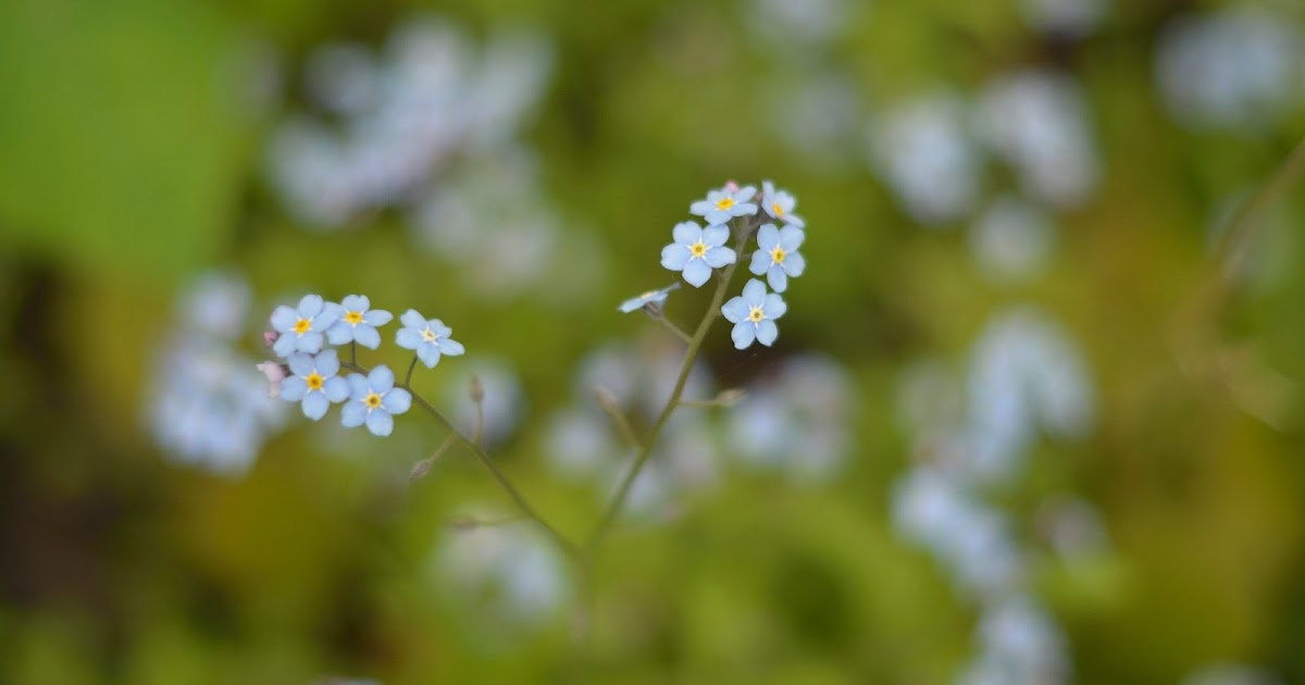 Mark Chitwood Photography: Door County Flowers