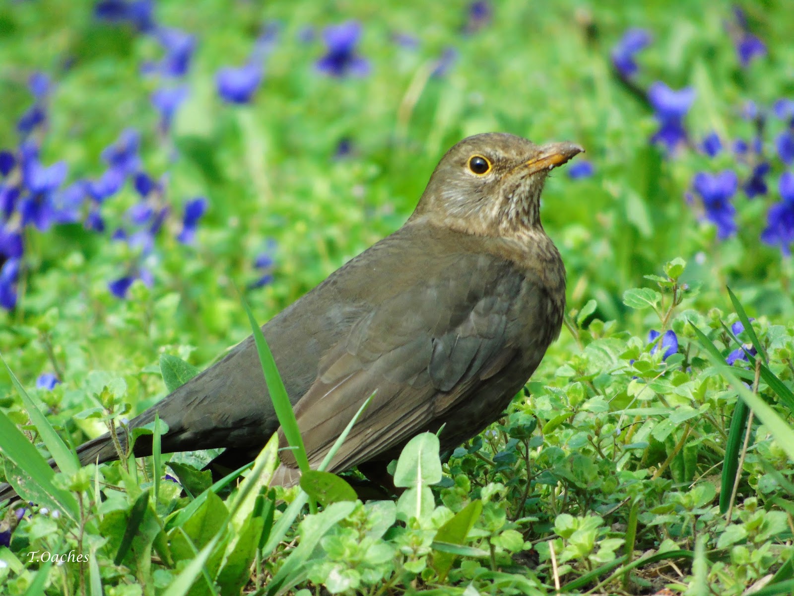 PASARI DIN ROMANIA: MIERLA (1), Turdus merula