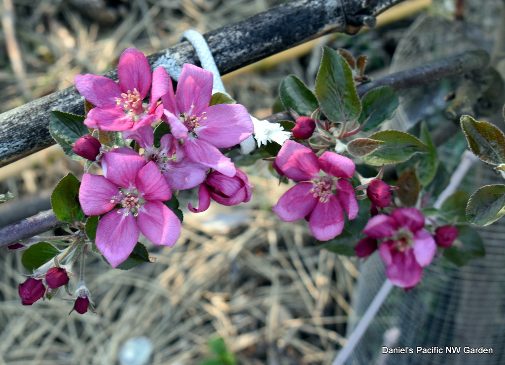 Daniel's Pacific NW Garden: First Apple Blossoms. Redlove Era and Urban ...
