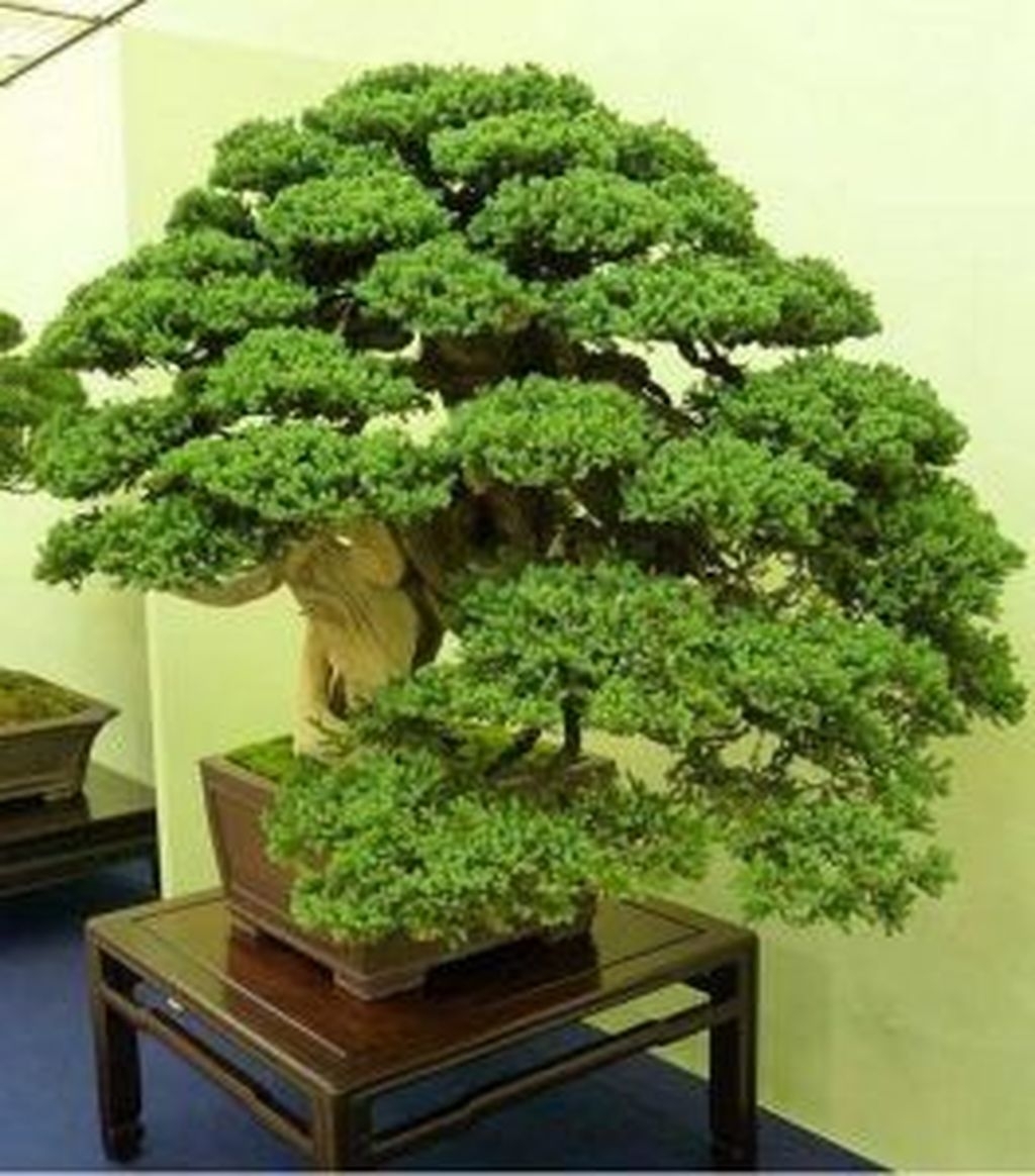 45+ Unique Bonsai Trees Gardening Ideas For Backyard | ARA HOME