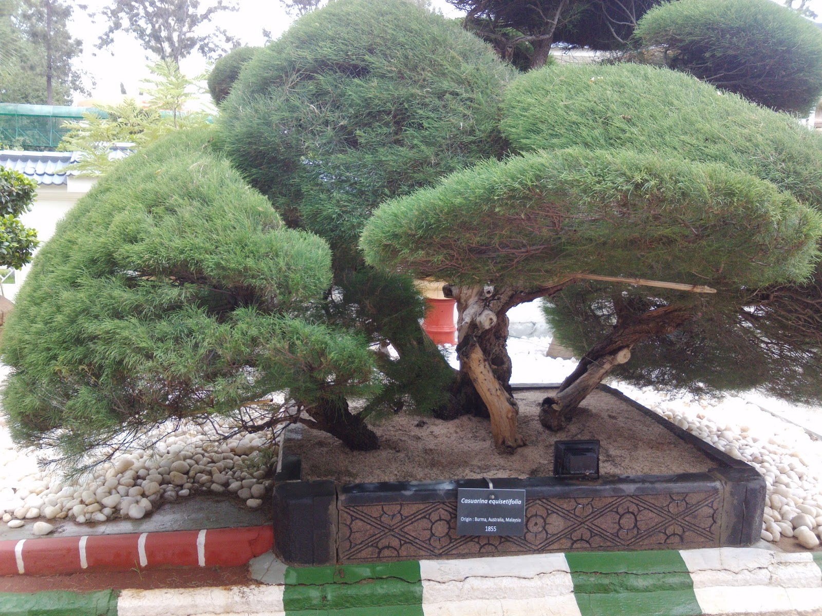 Casuarina Equisetifolia Bonsai