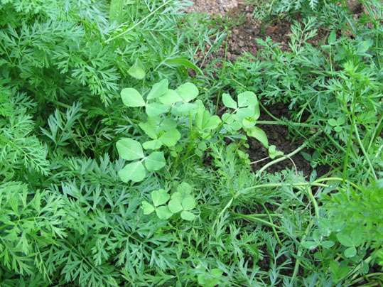 Compost Farming Hestel Tellus: Alwin Seifert and the Microbes.