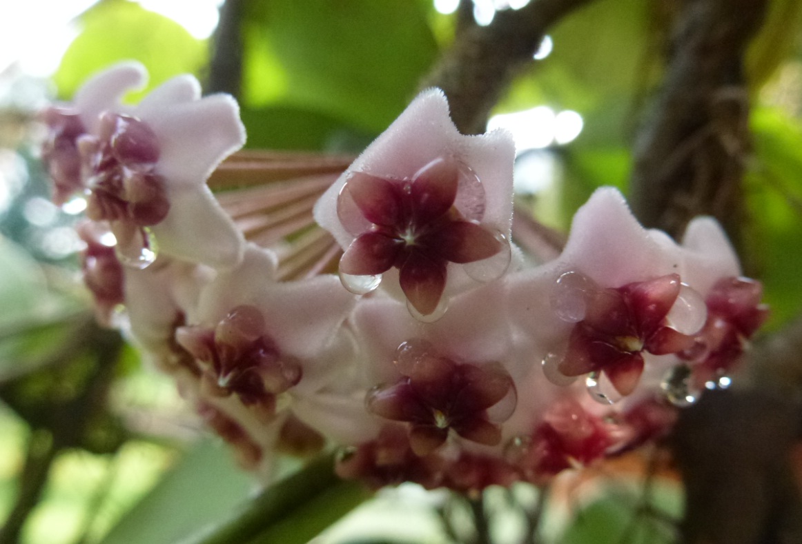 Greenfingers: Bunga Hoya