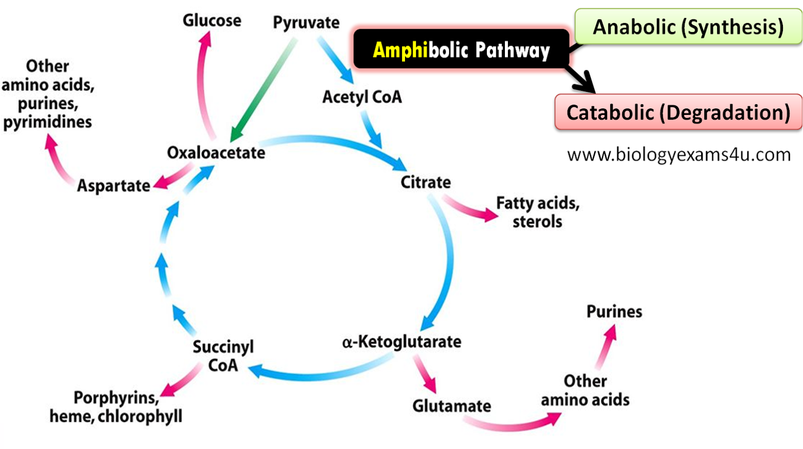 What is an Amphibolic pathway? Why Citric acid cycle is called Amphibolic?