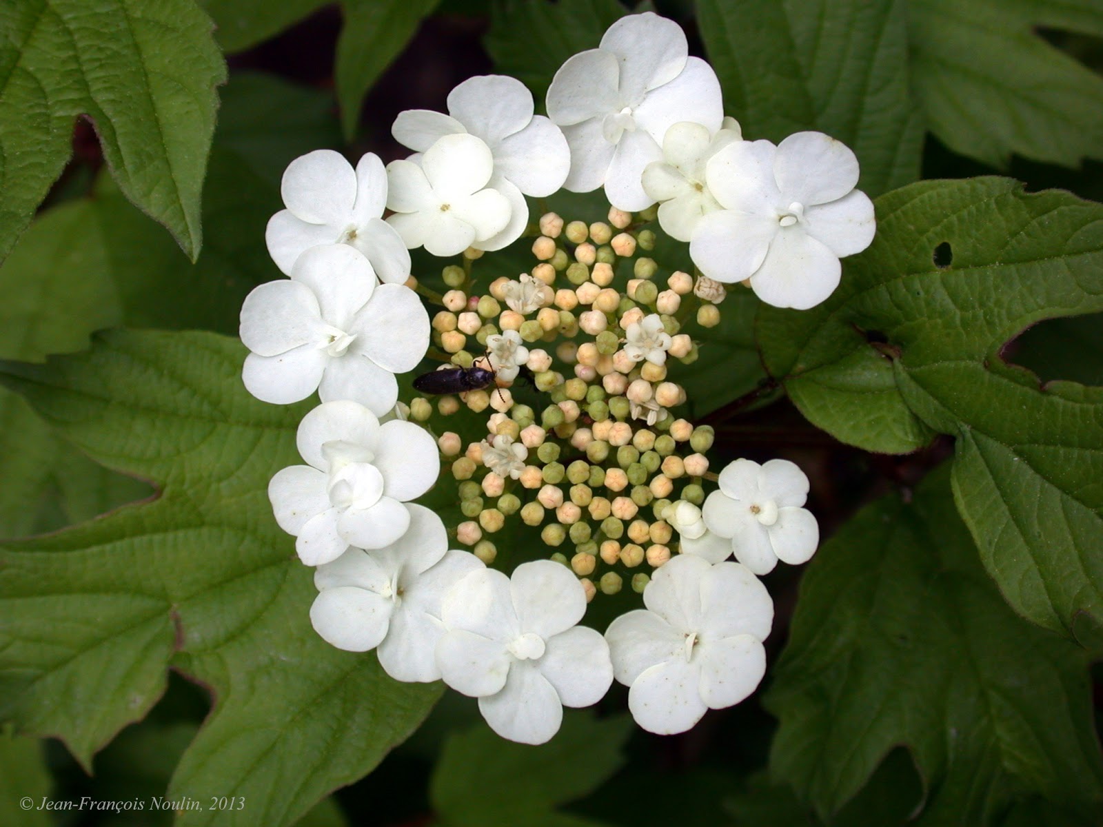 Carnet naturaliste: Viornes