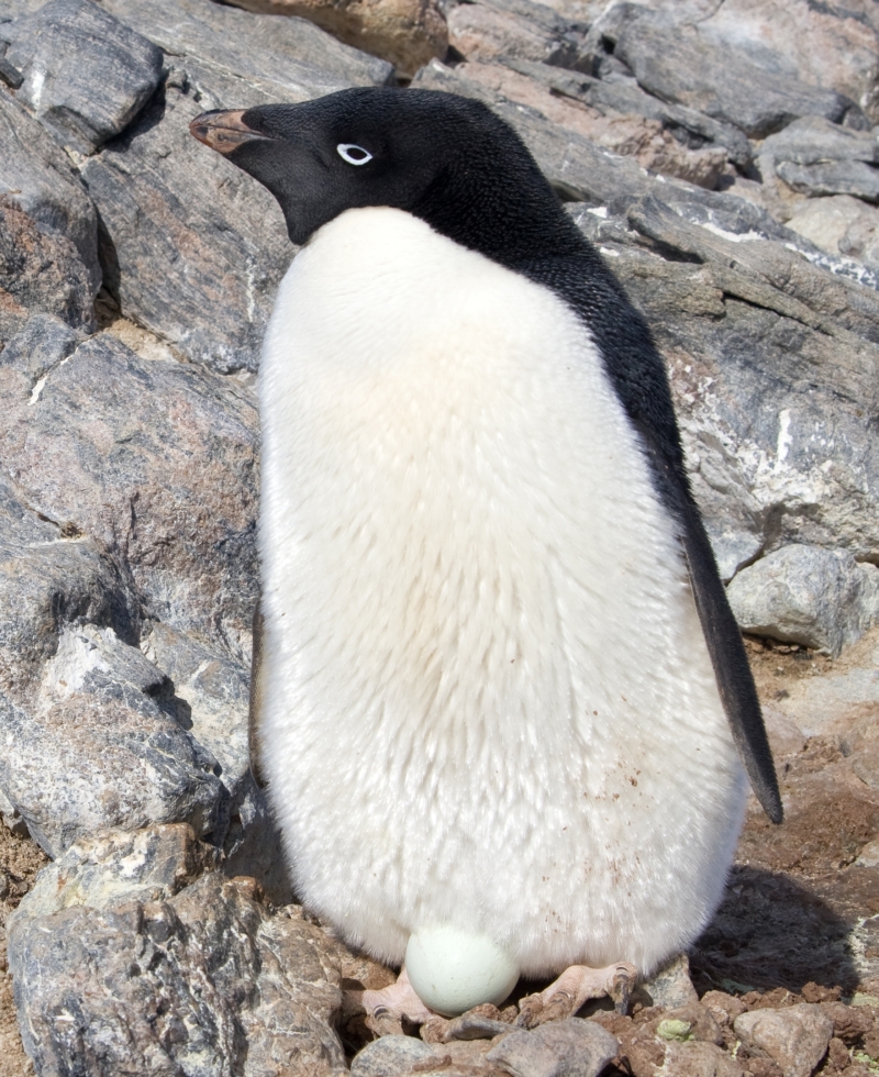 Adelie Penguin Pygoscelis Adeliae Informations Facts Image adelie-penguin-pygoscelis-adeliae-informations-facts-image