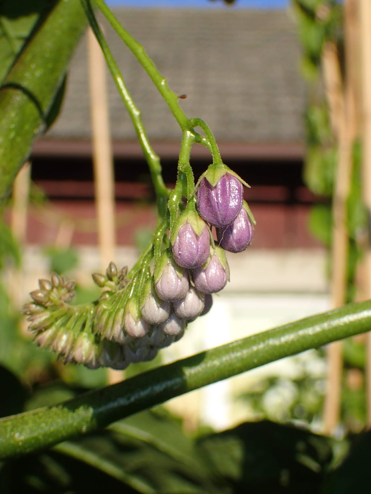 Scirpidiella's Plants: Hybrid of Hardy Tamarillo’s (Cyphomandra ...