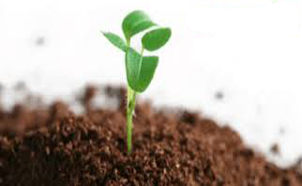 Manfaat dan Peran Unsur Hara Mikro Klorin / Chlorine (Cl) Untuk Tanaman ...