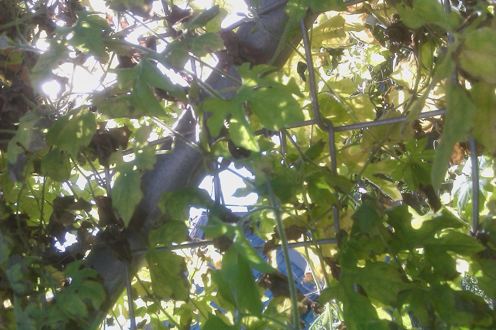 Hands Up, Heart Full: Bush Medicine: Cerasee