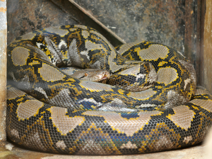 Snakes of around the world: Reticulated Python