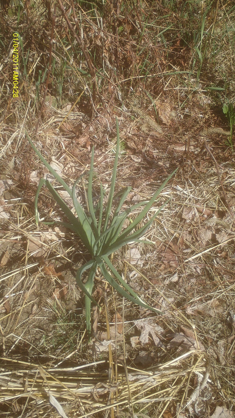 Uncle Macs Garden Shed: Agnes shares some onion lore