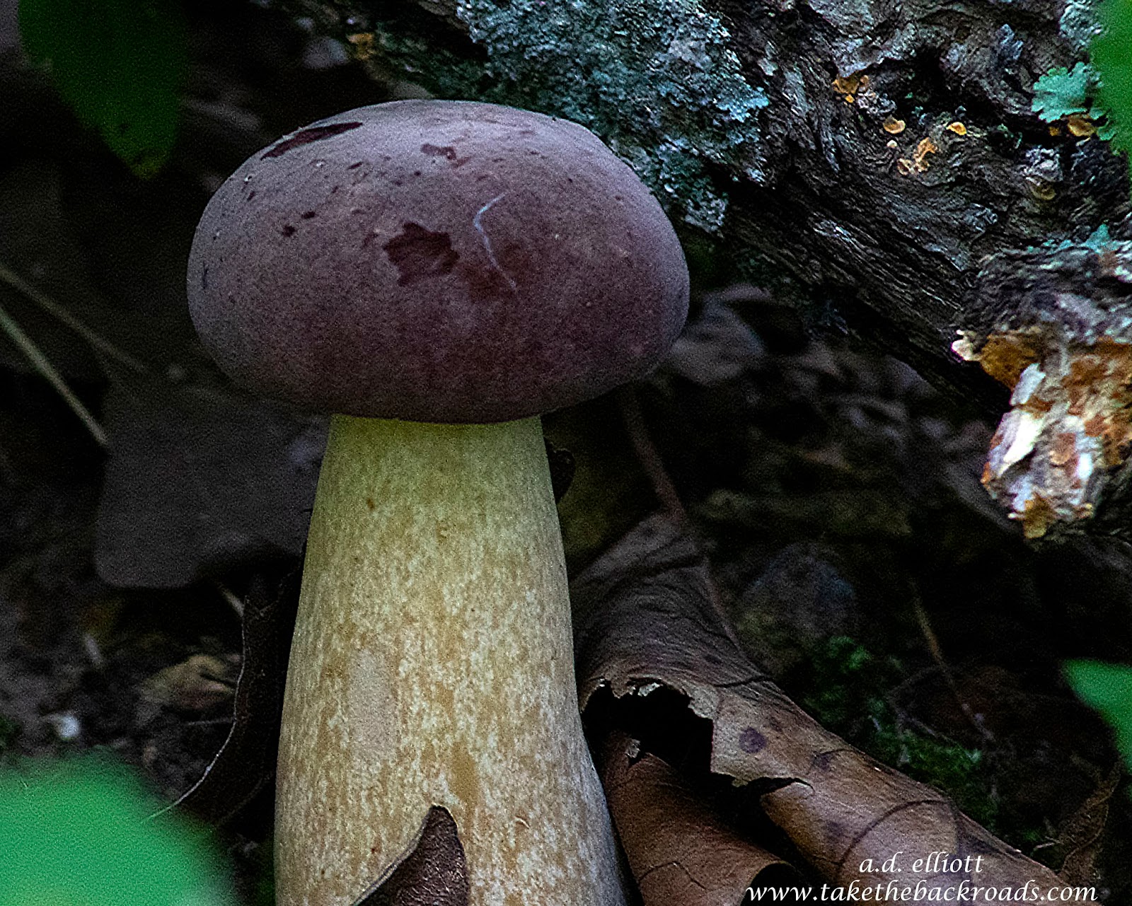 Mushrooms, Mushrooms, Everywhere - Boletus Tylopilus - Macro Photography