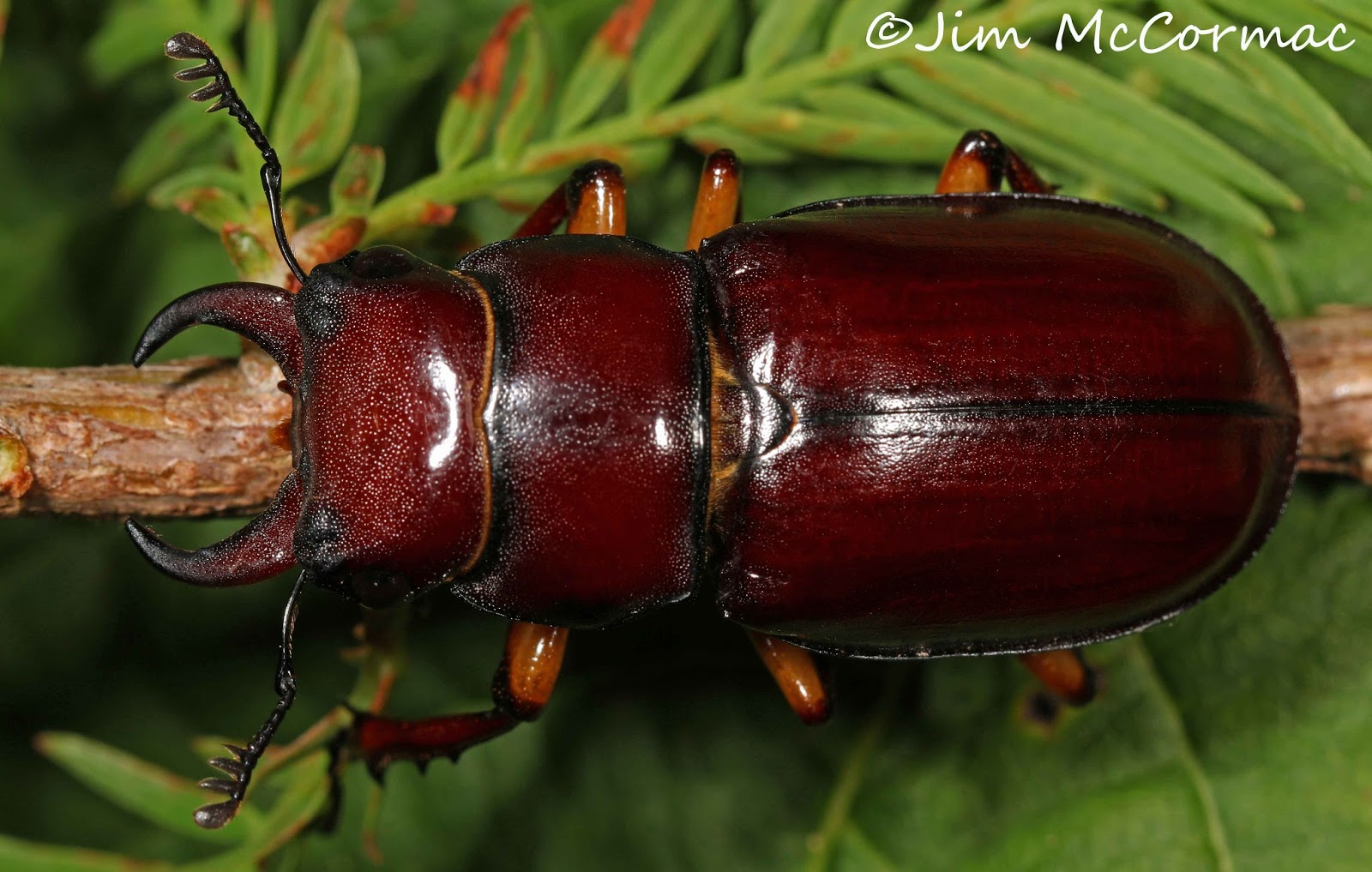 Ohio Birds and Biodiversity: Some cool bugs!